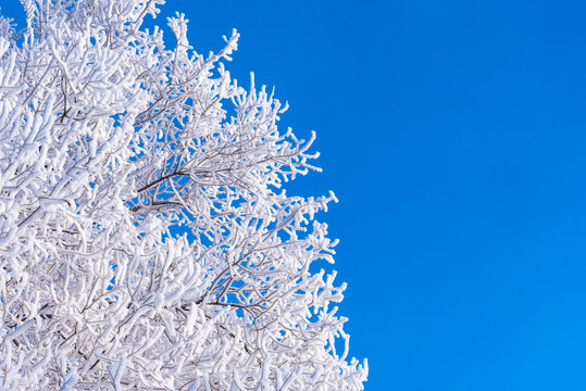 Hoarfrost Images – Browse 2,928,796 Stock Photos, Vectors, and Video ...