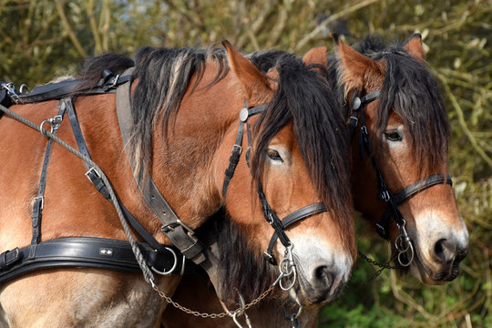 Zugpferde bilder – Bläddra bland 276 stockfoton, vektorer och videor ...