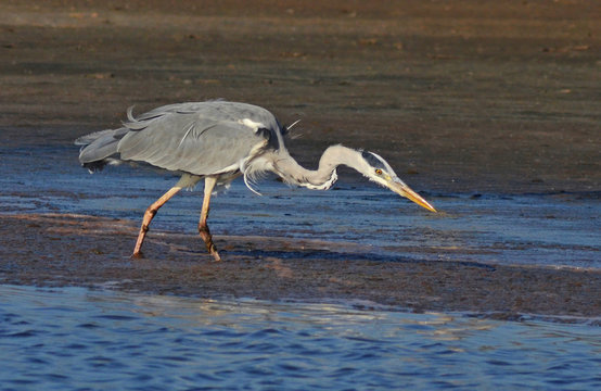 รูปภาพWingding – เลือกดูภาพถ่ายสต็อก เวกเตอร์ และวิดีโอ350 | Adobe Stock