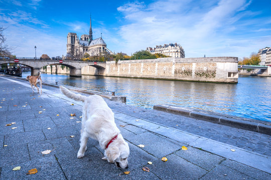 Dog Paris Images – Browse 1,920 Stock Photos, Vectors, and Video ...
