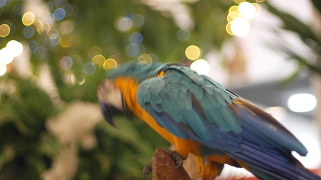 Macore Bilder – Durchsuchen 266 Archivfotos, Vektorgrafiken und Videos ...