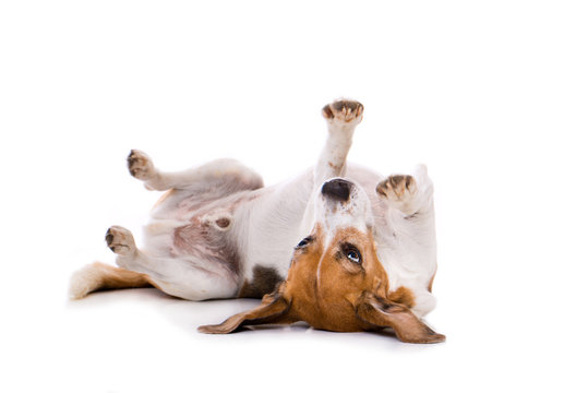 Free Dog Images – Browse 14,393 Free Stock Photos, Vectors, and Video ...