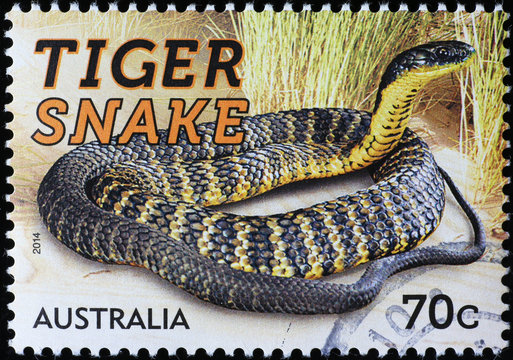 Tiger Snake