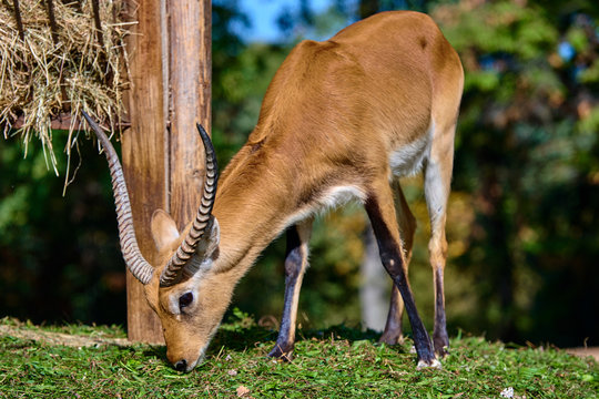 รูปภาพLechwe – เลือกดูภาพถ่ายสต็อก เวกเตอร์ และวิดีโอ3,277 | Adobe Stock