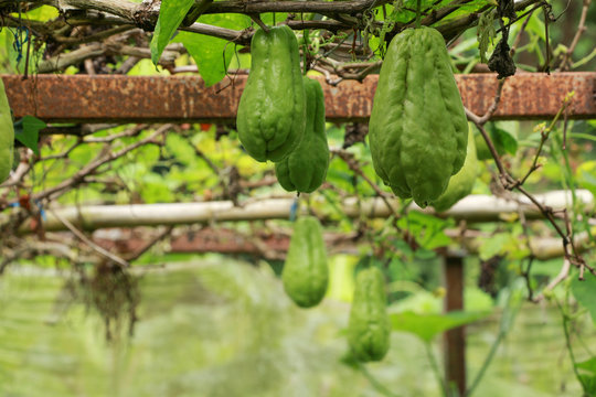 รูปภาพIskus – เลือกดูภาพถ่ายสต็อก เวกเตอร์ และวิดีโอ5,283 | Adobe Stock