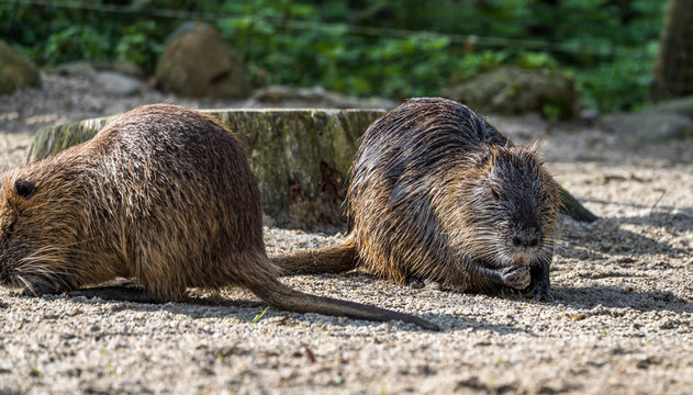 「Castorimorpha」の写真素材 | 79件の無料イラスト画像 | Adobe Stock