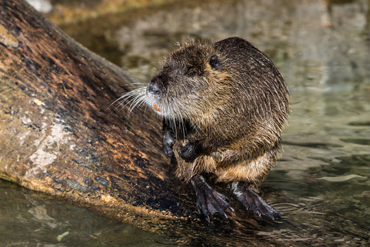 「Castorimorpha」の写真素材 | 79件の無料イラスト画像 | Adobe Stock