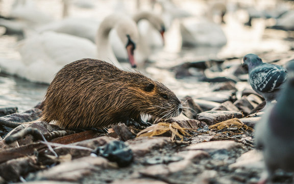 「Nutrie」の画像 - 91 件の Stock 写真、ベクターおよびビデオ | Adobe Stock