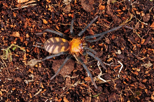 Linothele Images – Browse 13 Stock Photos, Vectors, and Video | Adobe Stock