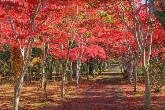รูปภาพHiraoka – เลือกดูภาพถ่ายสต็อก เวกเตอร์ และวิดีโอ77 | Adobe Stock