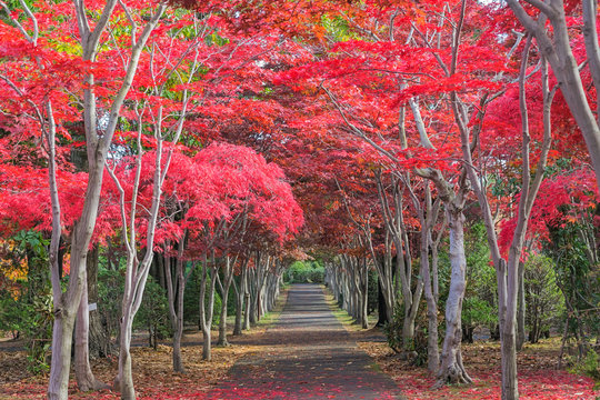รูปภาพHiraoka – เลือกดูภาพถ่ายสต็อก เวกเตอร์ และวิดีโอ77 | Adobe Stock