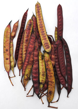 Huaje Images – Browse 29 Stock Photos, Vectors, and Video | Adobe Stock