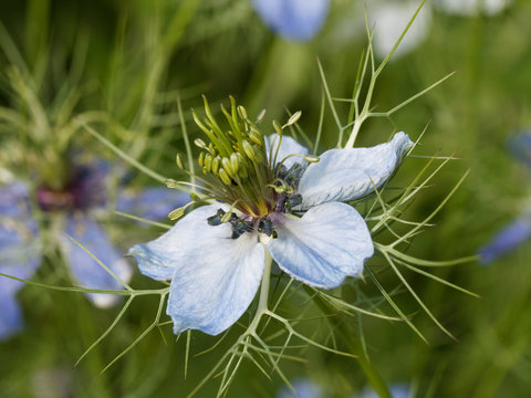รูปภาพNigelle – เลือกดูภาพถ่ายสต็อก เวกเตอร์ และวิดีโอ288 | Adobe Stock