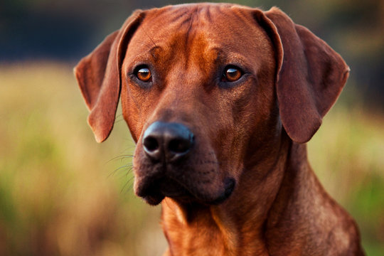 Rhodesian Ridgeback Images – Browse 13,966 Stock Photos, Vectors, and ...