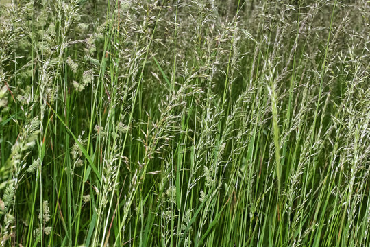 「Futtergras」の画像 - 80 件の Stock 写真、ベクターおよびビデオ | Adobe Stock