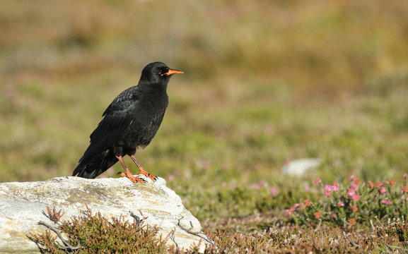 "Red-Billed Chough" Images – Browse 306 Stock Photos, Vectors, and ...