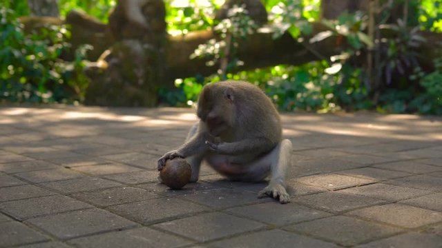 「Monley」の写真素材 | 83件の無料イラスト画像 | Adobe Stock