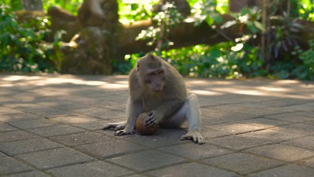 「Monley」の写真素材 | 83件の無料イラスト画像 | Adobe Stock
