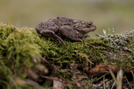 Froschlurch 影像 – 瀏覽 2,129 個素材庫相片、向量圖和影片 | Adobe Stock