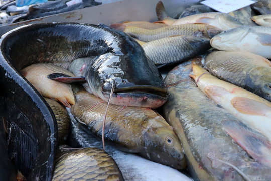 Lavrak Images – Browse 50 Stock Photos, Vectors, and Video | Adobe Stock