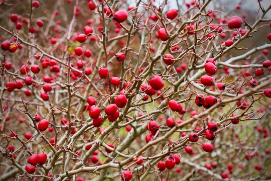 「Bacca」の写真素材 | 18,622件の無料イラスト画像 | Adobe Stock