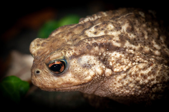 Sapo Bilder – Durchsuchen 2,508 Archivfotos, Vektorgrafiken und Videos ...