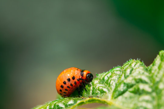 รูปภาพVermin – เลือกดูภาพถ่ายสต็อก เวกเตอร์ และวิดีโอ115,045 | Adobe Stock