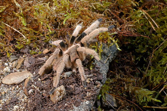 Ornithoctoninae Bilder – Durchsuchen 25 Archivfotos, Vektorgrafiken und ...