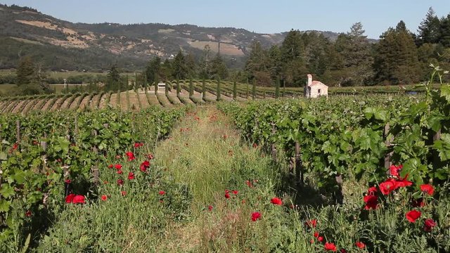 "Napa County" Images – Browse 594 Stock Photos, Vectors, and Video ...