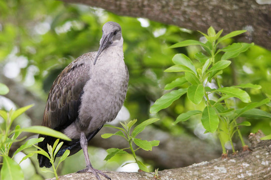 Hadida Images – Browse 236 Stock Photos, Vectors, and Video | Adobe Stock