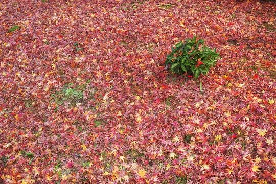 Spiceberry Images – Browse 59 Stock Photos, Vectors, and Video | Adobe ...