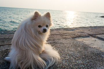 "pomeranian Dog" photos, royalty-free images, graphics, vectors ...