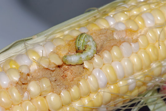 รูปภาพEarworm – เลือกดูภาพถ่ายสต็อก เวกเตอร์ และวิดีโอ724 | Adobe Stock