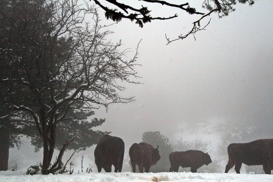 Bisontes Bilder – Durchsuchen 131 Archivfotos, Vektorgrafiken und ...