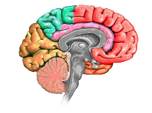 รูปภาพLimbus – เลือกดูภาพถ่ายสต็อก เวกเตอร์ และวิดีโอ344 | Adobe Stock