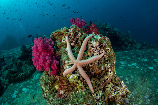 "Linckia Guildingii"-Bilder: Stock-Fotos & -Videos. | Adobe Stock