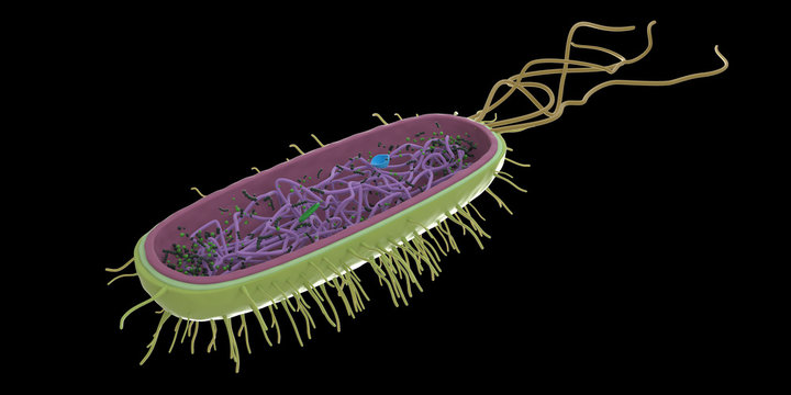 รูปภาพMicroflora – เลือกดูภาพถ่ายสต็อก เวกเตอร์ และวิดีโอ9,632 | Adobe ...