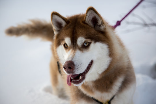 Haskie Images – Browse 44 Stock Photos, Vectors, and Video | Adobe Stock