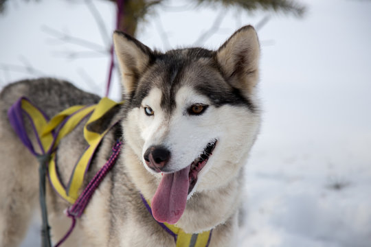 「Haskie」の写真素材 | 45件の無料イラスト画像 | Adobe Stock