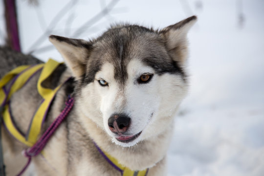 Haskie Images – Browse 44 Stock Photos, Vectors, and Video | Adobe Stock