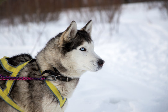 Haskie Images – Browse 44 Stock Photos, Vectors, and Video | Adobe Stock