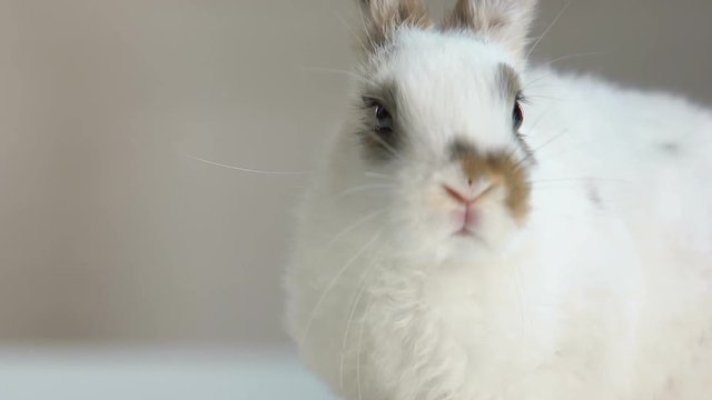 Baby-Rabbit Images – Browse 22 Stock Photos, Vectors, and Video | Adobe ...