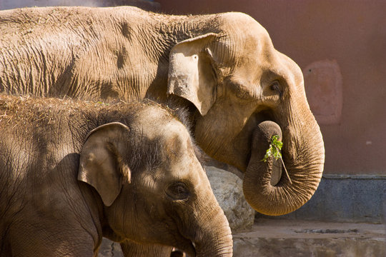 Elepant Billeder – Gennemse 311 stockfotos, vektorer og videoer | Adobe ...