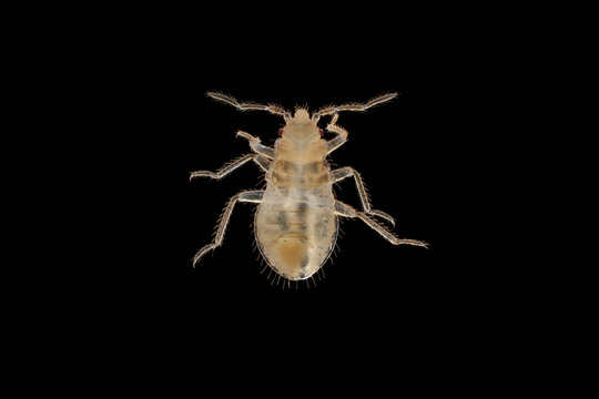 รูปภาพCimicidae – เลือกดูภาพถ่ายสต็อก เวกเตอร์ และวิดีโอ158 | Adobe Stock