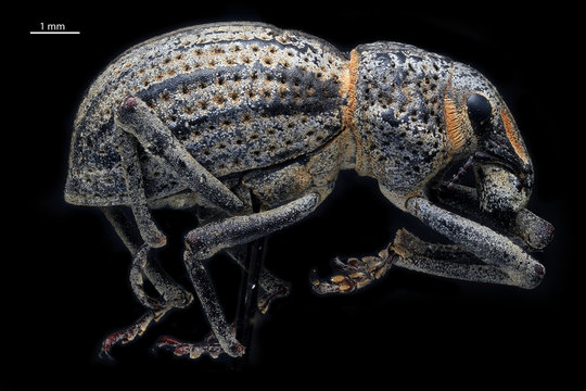 รูปภาพBroad-Nosed – เลือกดูภาพถ่ายสต็อก เวกเตอร์ และวิดีโอ468 | Adobe Stock