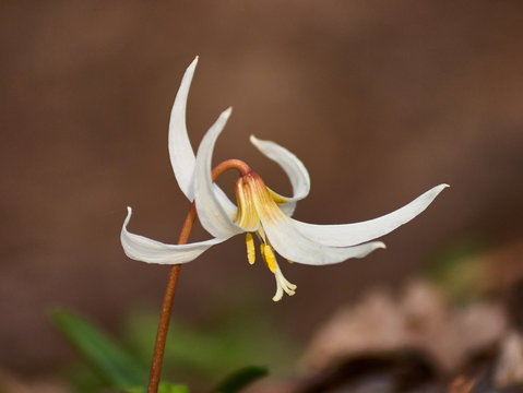 Agria Bilder – Durchsuchen 231 Archivfotos, Vektorgrafiken und Videos ...