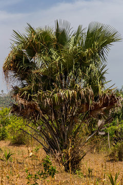 "Buri Palm" Billeder – Gennemse 97 stockfotos, vektorer og videoer ...