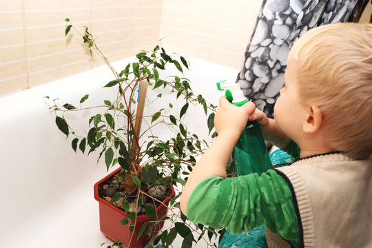 Ficeae Images – Browse 54 Stock Photos, Vectors, and Video | Adobe Stock