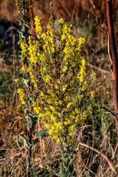Capuyo Bilder – Durchsuchen 65 Archivfotos, Vektorgrafiken und Videos ...