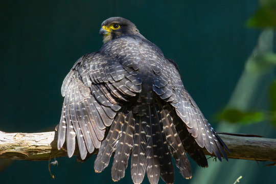 「Karearea」の写真素材 | 82件の無料イラスト画像 | Adobe Stock